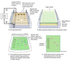 Southern Blotting - Microbiology Notes