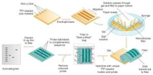 Southern Blotting - Microbiology Notes