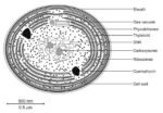 Cyanobacteria: occurrence, morphology, structure, reproduction