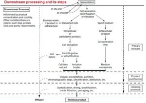 Downstream processing and its steps - Microbiology Notes