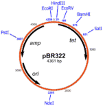 Vector: properties, types and characteristics - Microbiology Notes