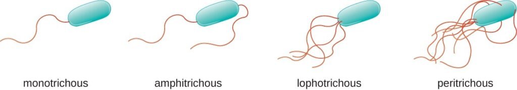 Bacteria: Shape, Size, Structure and other Membrane