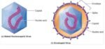 Virus: Introduction, Properties and Classifications