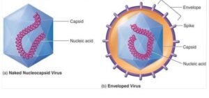 Virus: Introduction, Properties and Classifications
