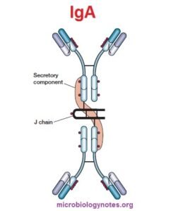 Antibody or Immunoglobulin - Microbiology Notes