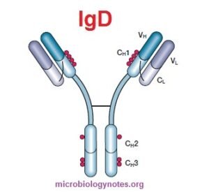 Antibody or Immunoglobulin - Microbiology Notes