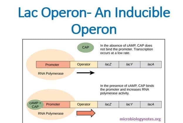 Biochemistry Microbiology Notes