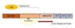 Overview of lac operon an inducible operon - Microbiology Notes