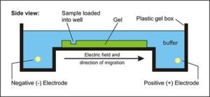 Gel electrophoresis: types, principles, instrumentation and ...