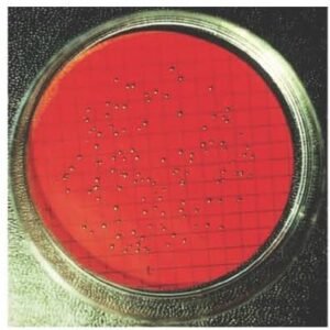 Measurements of microbial growth - Microbiology Notes