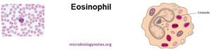 Granulocytes: Introduction, Types, Functions and Roles