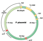 Plasmid: Properties, Types, Replication and Organization