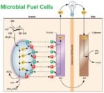 Microbial Fuel Cells - Microbiology Notes