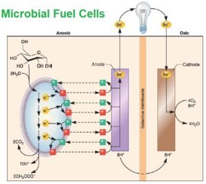 Microbial Fuel Cells - Microbiology Notes