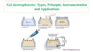 SDS-PAGE Electrophoresis - Microbiology Notes
