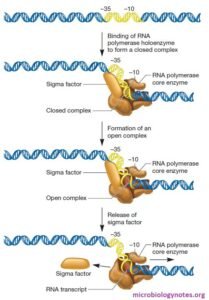 Transcription in prokaryotes: Initiation, Elongation and Termination