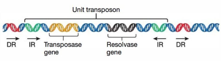 Transposable Elements - Microbiology Notes