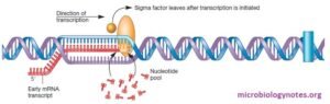 Transcription in prokaryotes: Initiation, Elongation and Termination
