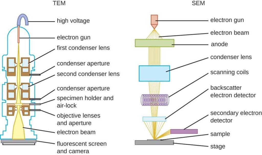 Microscopy: Overview, Principles and Its Types - Microbiology Notes