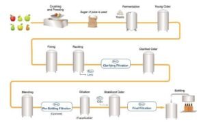 Cider: Production, Extraction, Fermentation and Maturation
