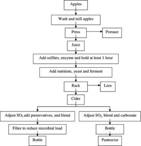 Cider: Production, Extraction, Fermentation and Maturation