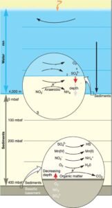 Microorganisms in Benthic Marine Environments - Microbiology Notes