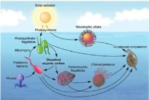 Microorganisms in Freshwater Ecosystems - Microbiology Notes