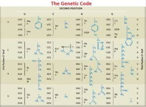 The Genetic Code - Microbiology Notes