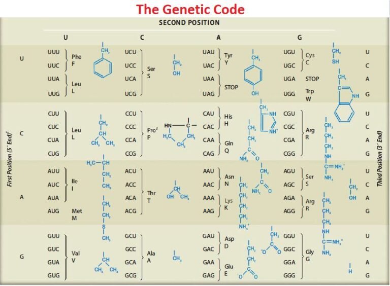 The Genetic Code - Microbiology Notes