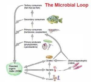 Microorganisms in Freshwater Ecosystems - Microbiology Notes