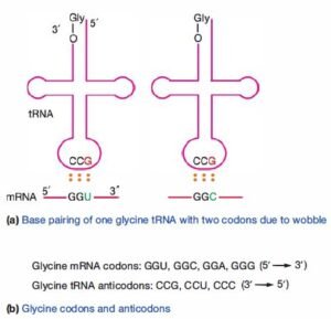 The Genetic Code - Microbiology Notes