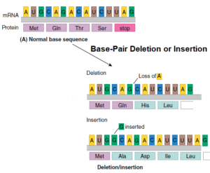 Mutations: Introduction, Types, Causes and Repair Mechanisms