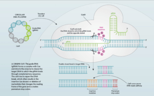 CRISPR-Cas9 Gene editing tool: Introduction, Principles, Uses ...