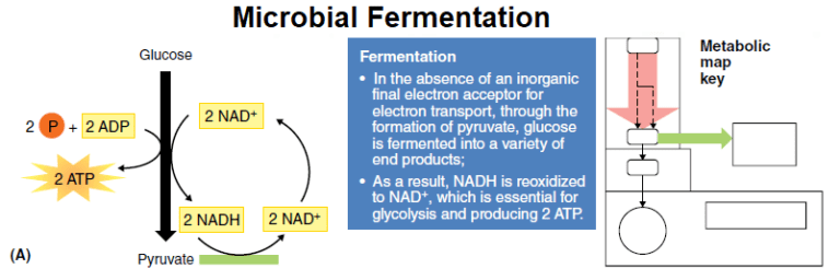 Different types of Pathways for ATP Production - Microbiology Notes