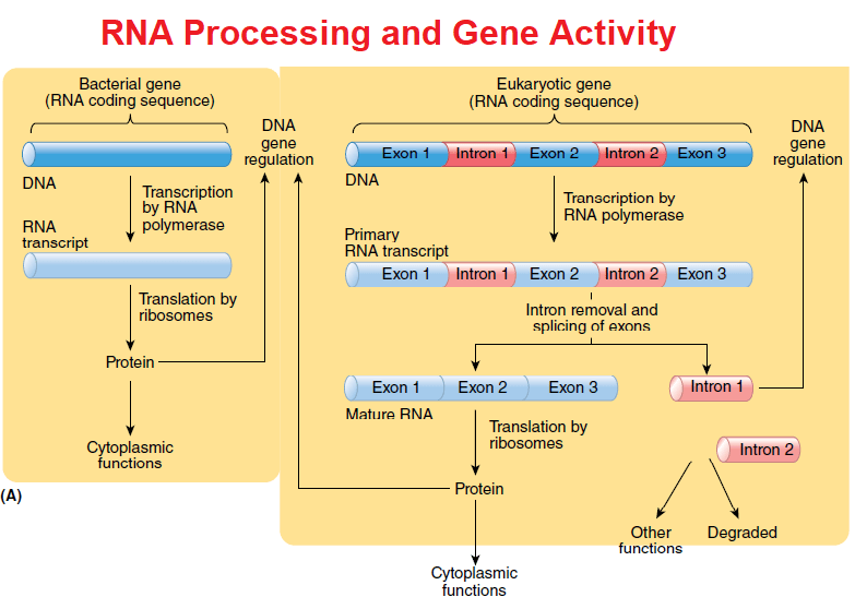 What is Gene Expression? - Microbiology Notes