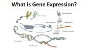 Genetics Microbiology Notes