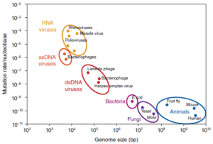 Classification of viruses on the basis of genome - Microbiology Notes