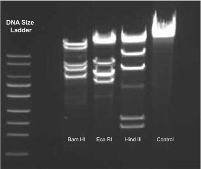 Microbial Identification and Strain Typing Using Molecular Techniques