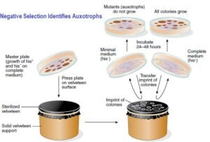 Techniques for Identifying Mutants - Microbiology Notes