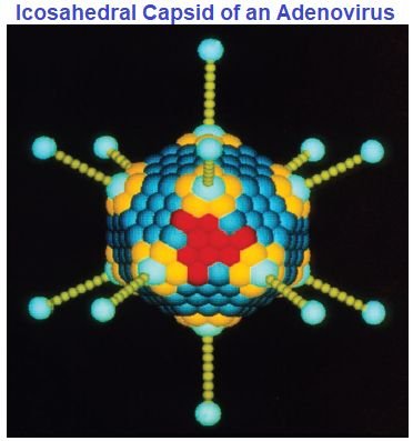 Virus: Structure, Types and Function - Microbiology Notes