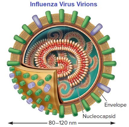 Virus: Structure, Types and Function - Microbiology Notes