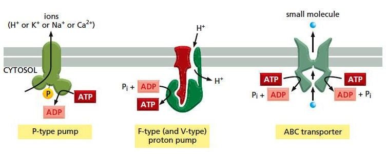 Membrane Transport: Principle, Passive & Active Transport and Types