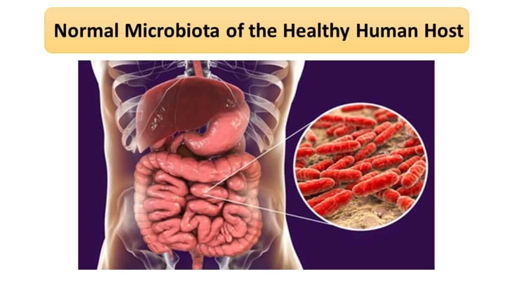 Normal microbiota of mouth | Microbiology Notes