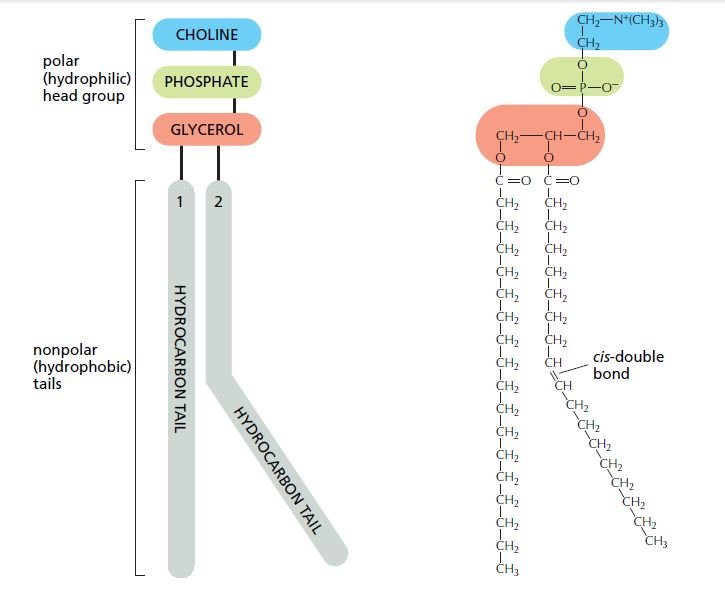 Plasma Membrane- Structure, Properties, Lipid Rafts and Glycolipids