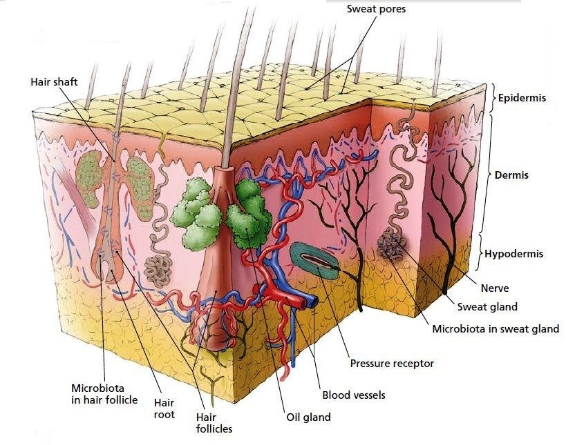 Normal Microbiota of the Healthy Human body - Microbiology Notes
