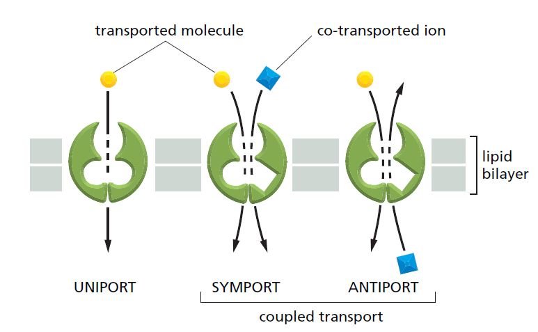 Membrane Transport: Principle, Passive & Active Transport and Types