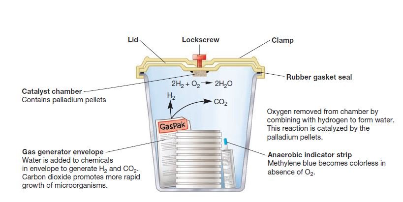 Influence of Environmental Factors on Microbial Growth