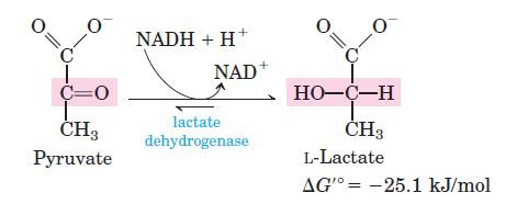 Fermentation: Introduction and its Types - Microbiology Notes