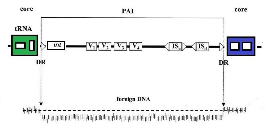 Introduction of the Pathogenicity Islands (PAI) - Microbiology Notes
