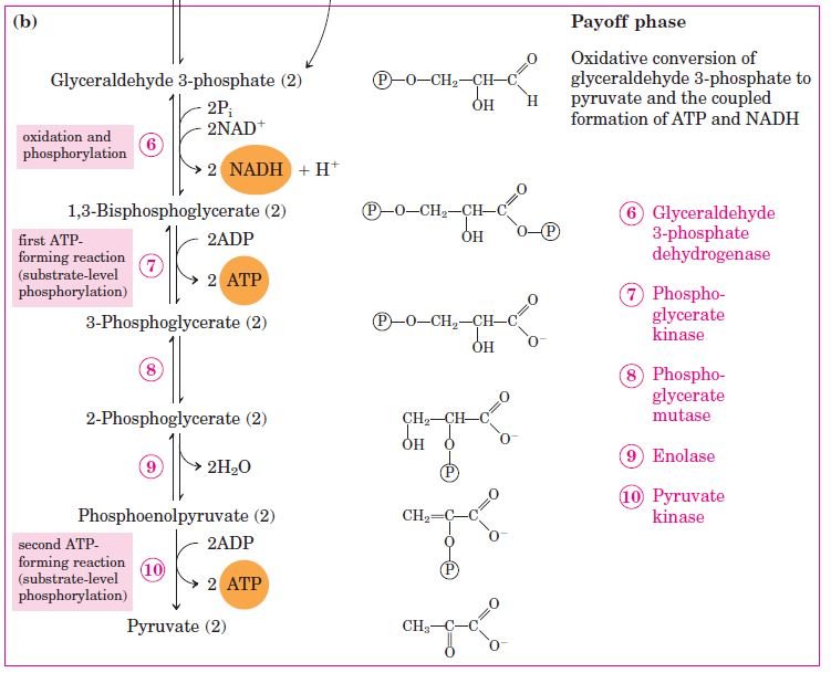 Overview of Glucose Catabolism via Glycolysis - Microbiology Notes
